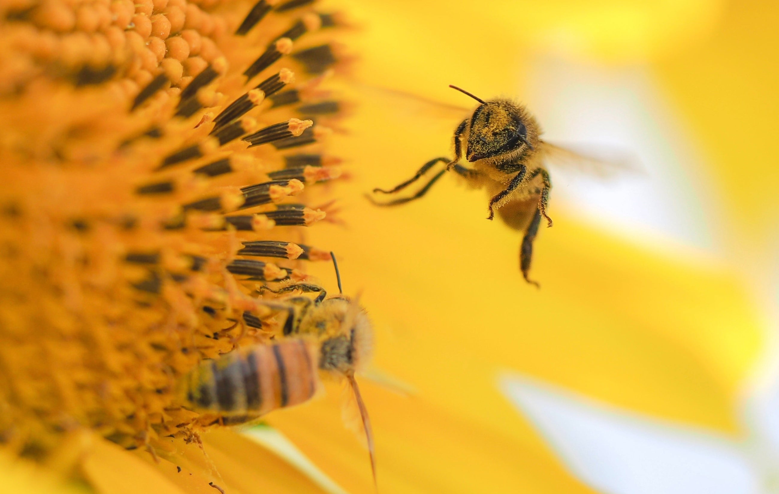 Japanese Honeybee Honey | 100% Pure Raw Honey